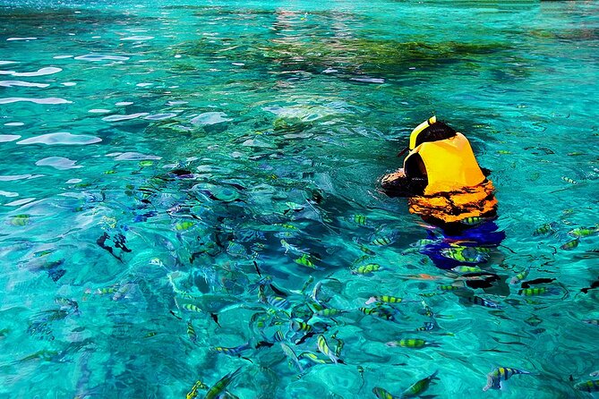 Dolphin, Sea Cave, Captain Cook, Kealakekua Bay Reef Snorkeling - FAQ
