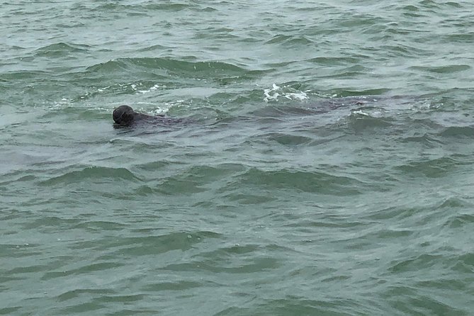 Dolphin Shelling Snorkeling Cruise in Tampa - An In-Depth Look at the Tour Experience
