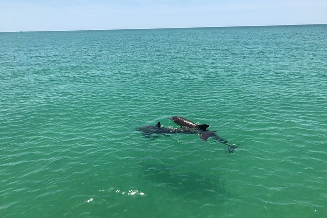 Dolphin Shelling Snorkeling Cruise in Tampa - FAQ