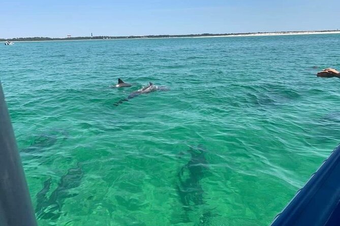 Dolphin & Sightseeing Cruise + Beach Stop + Snorkel + Equipment - Key Points