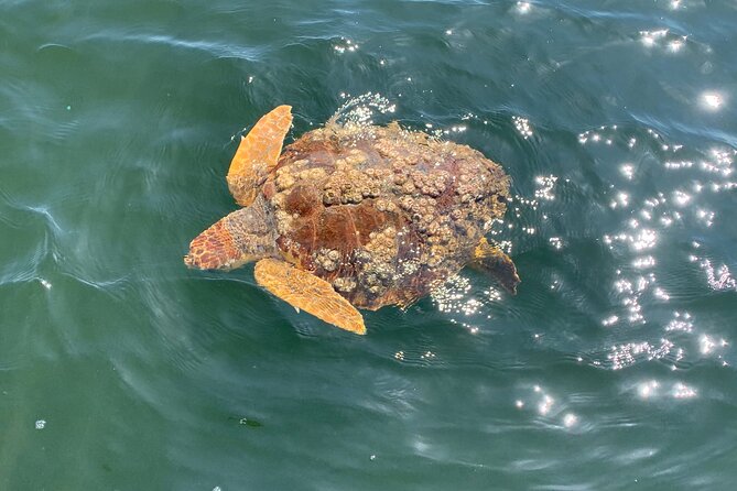 Dolphin & Sightseeing Cruise + Beach Stop + Snorkel + Equipment - What You Can Expect from the Tour