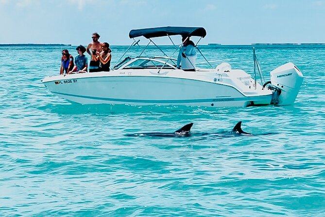 Dolphin & Snorkel - Key Points