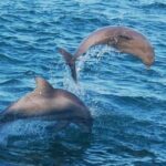 Dolphin & Sunset Cruises - Final Thoughts: Who Will Enjoy This Tour?