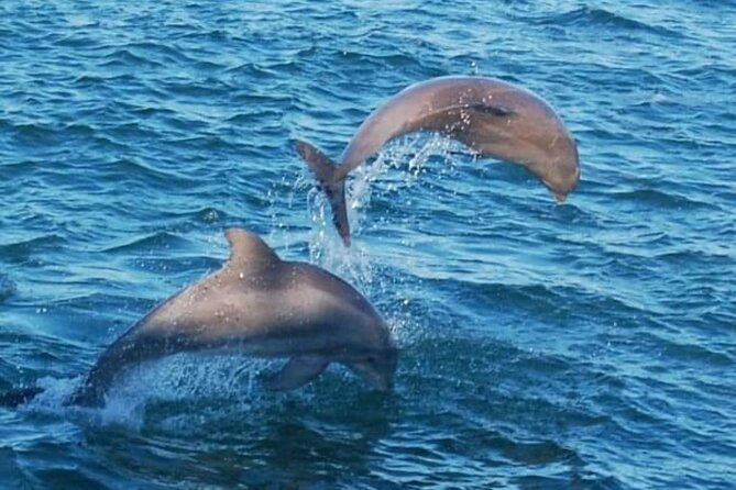 Dolphin & Sunset Cruises - Final Thoughts: Who Will Enjoy This Tour?