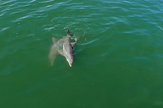 Dolphin Tour in St. Pete Beach - Meeting Point and Logistics