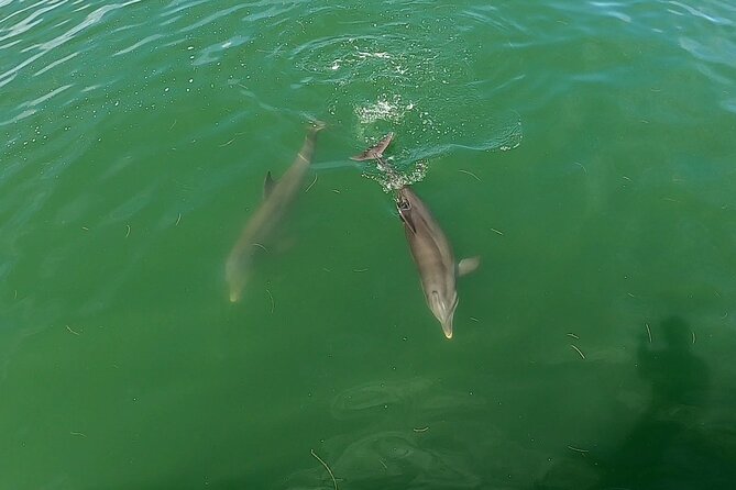Dolphin Tour in St. Pete Beach - Duration and Group Size