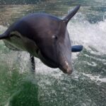 Dolphin Tour in St. Pete Beach - The Boat: Comfort and Features