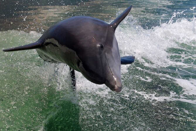 Dolphin Tour in St. Pete Beach - The Boat: Comfort and Features