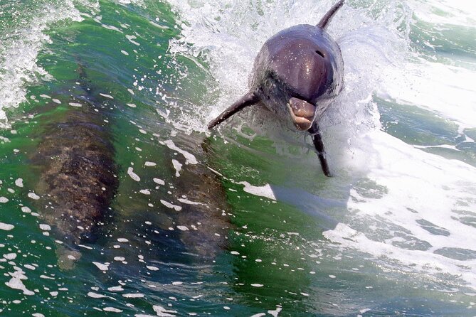 Dolphin Tour in St. Pete Beach - Practical Tips for Travelers