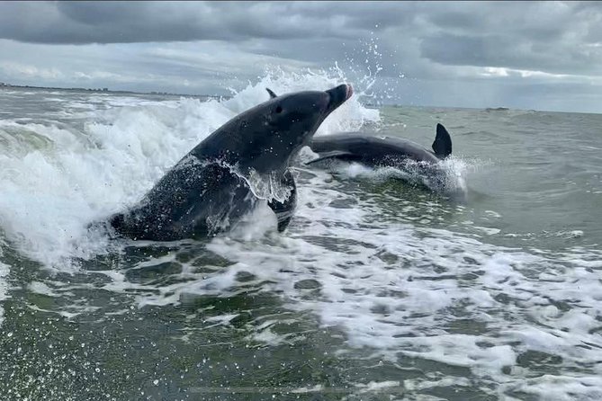 Dolphin Tours - Fort Myers Beach / Naples - Setting Out: What to Expect