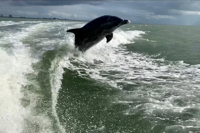 Dolphin Tours - Fort Myers Beach / Naples - What Travelers Say