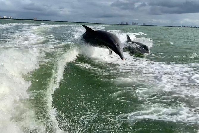 Dolphin Tours - Fort Myers Beach / Naples - Who Is This Tour Best For?