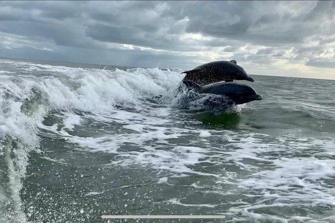 Dolphin Tours - Fort Myers Beach / Naples - Final Thoughts