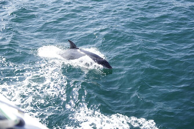 Dolphin Watch & Harbor Tour in Historical St. Augustine - FAQ
