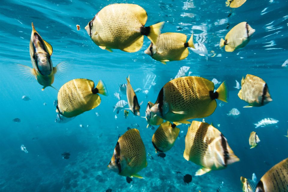 Dolphin Watch Snorkel and BBQ in Kona, Big Island - Key Points