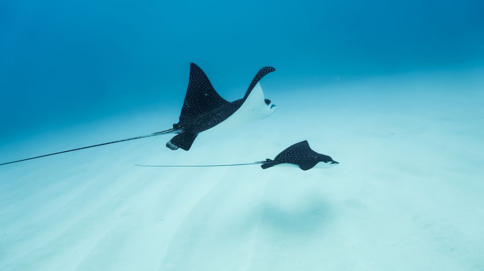 Dolphin Watch Snorkel and BBQ in Kona, Big Island - The Itinerary: What to Expect on Your Day
