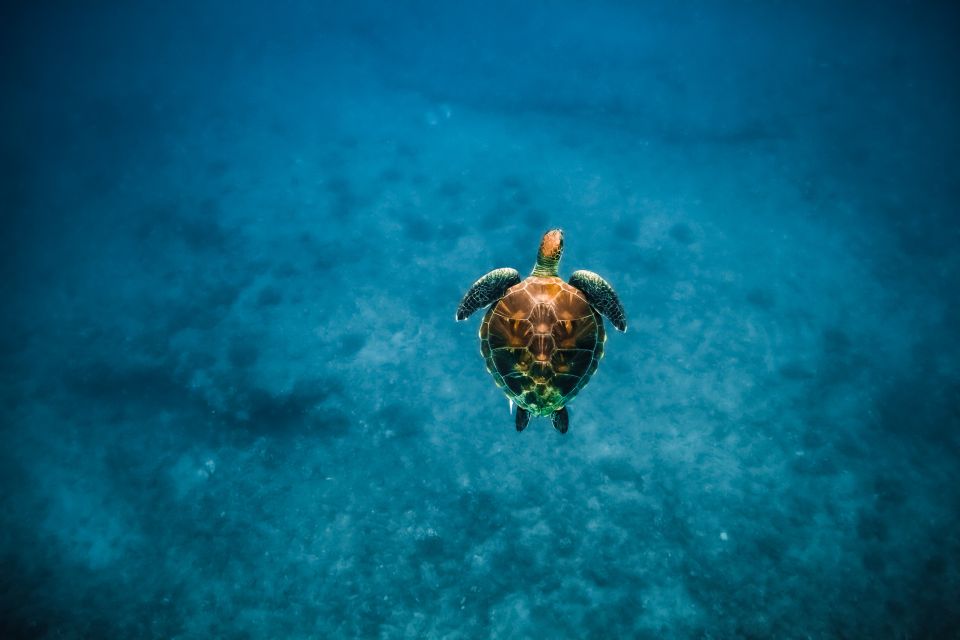 Dolphin Watch Snorkel and BBQ in Kona, Big Island - Final Thoughts