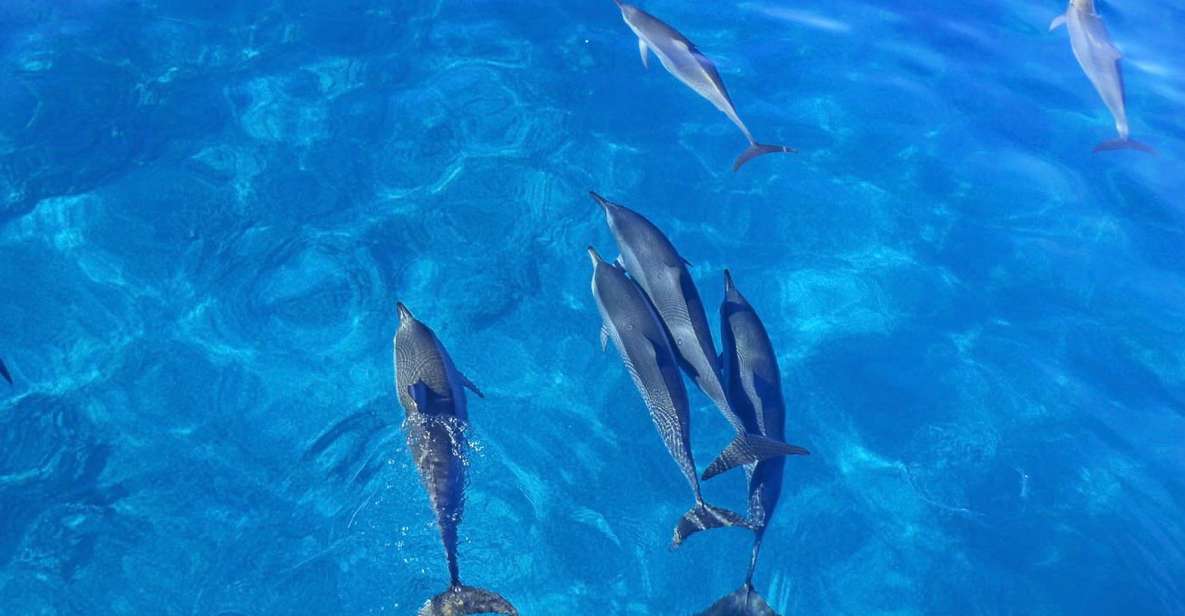 Dolphin Watch Snorkel and BBQ in Kona, Big Island - FAQ