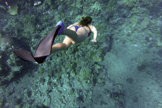 Dolphin Watching and Snorkeling Adventure in Key West - Analyzing the Value