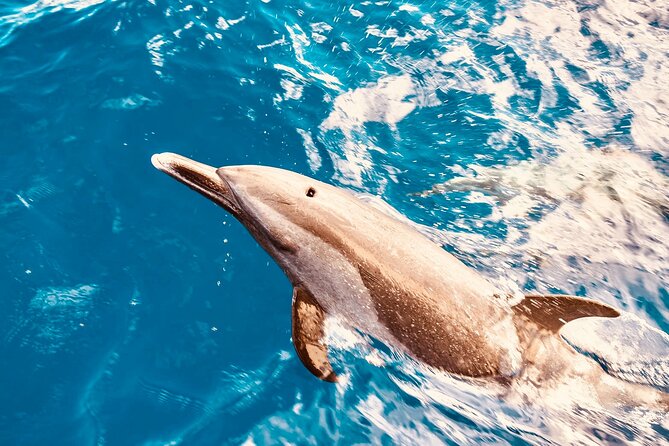 Dolphin Watching and Snorkeling on the West Coast of Oahu - Key Points