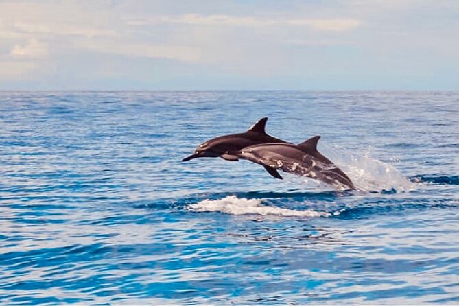 Dolphin Watching and Snorkeling on the West Coast of Oahu - What Sets This Tour Apart?