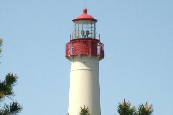 Dolphin Watching around Cape May - What to Expect from the Cape May Dolphin Cruise