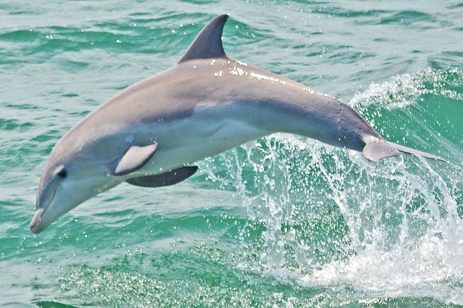 Dolphin Watching around Cape May - The Value and Practical Details