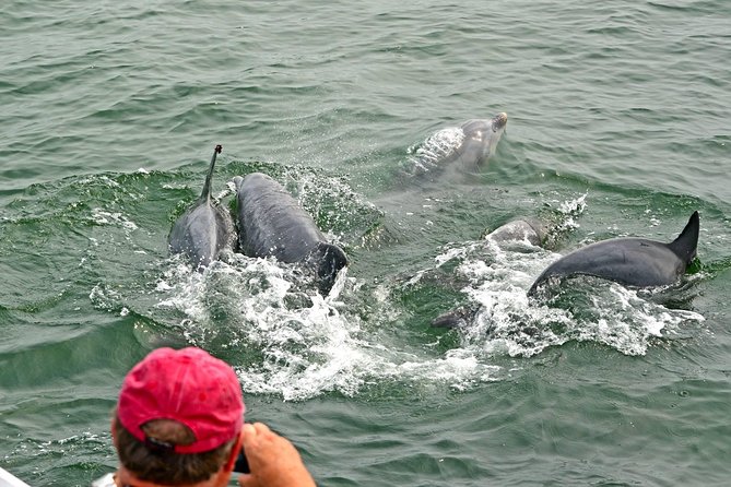Dolphin Watching around Cape May - Authentic Experiences from Reviewers