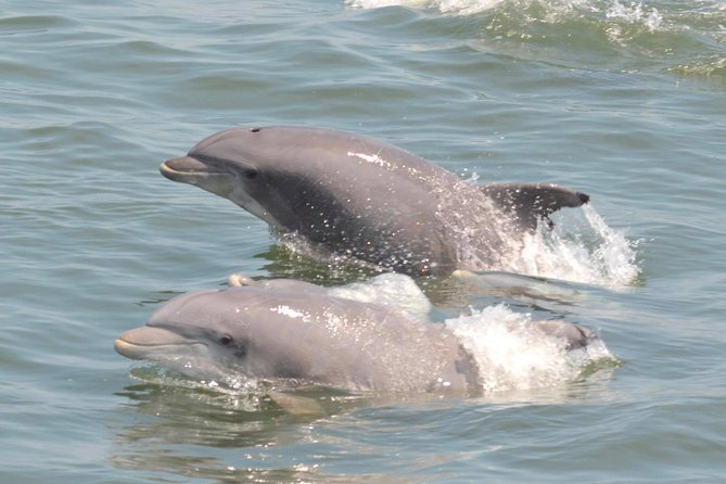 Dolphin Watching around Cape May - The Sum Up