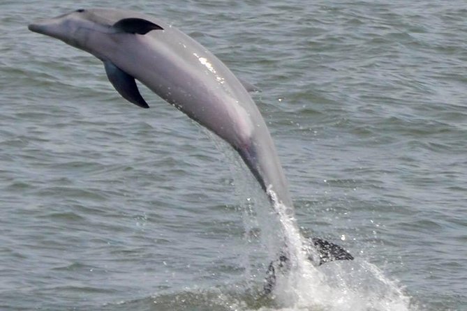 Dolphin Watching around Cape May - FAQ