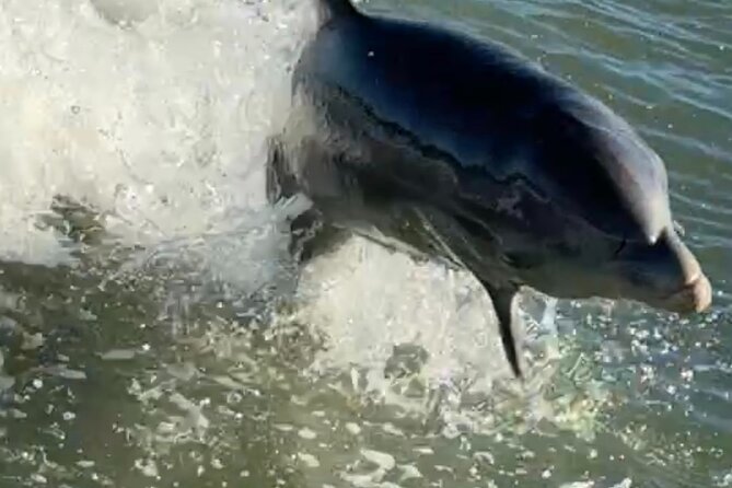 Dolphin Watching boat tour around Anna Maria Island - Discover the Joy of a Dolphin Watching Boat Tour around Anna Maria Island