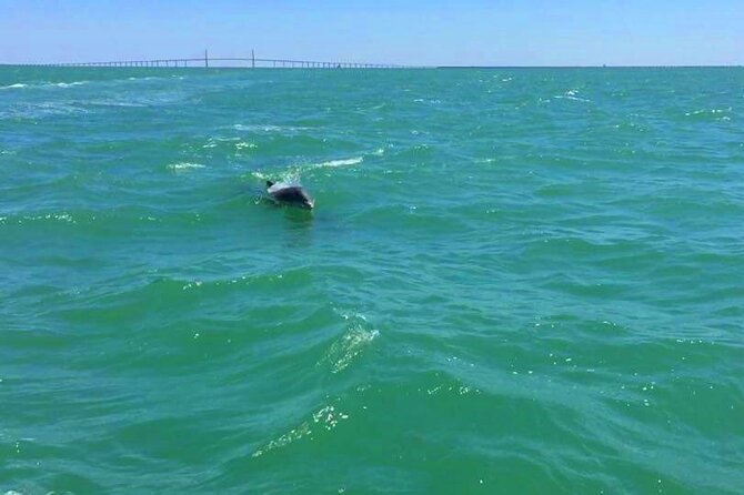 Dolphin Watching boat tour around Anna Maria Island - Key Points