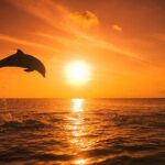 Dolphin Watching boat tour around Anna Maria Island - An In-Depth Look at the Dolphin Watching Experience