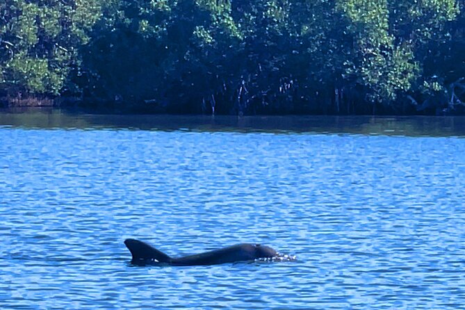 Dolphin Watching boat tour around Anna Maria Island - The Sum Up: Is This Tour Worth It?