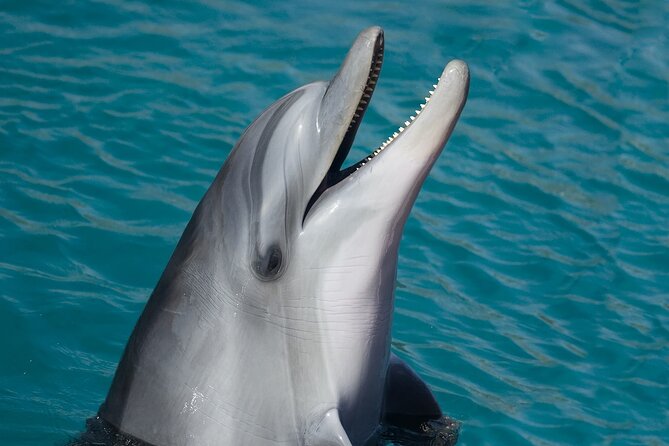 Dolphin Watching & Snorkeling in Key West with Sunset Dinner Cruise and Open Bar - Key Points