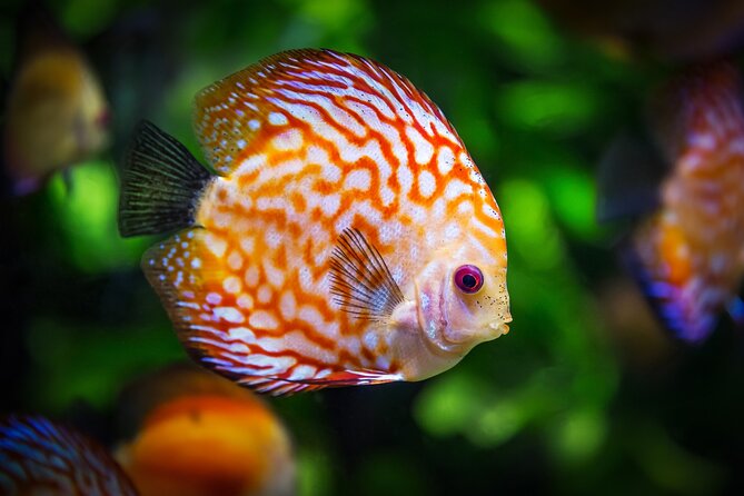 Dolphin Watching & Snorkeling in Key West with Sunset Dinner Cruise and Open Bar - What You Can Expect from This Tour