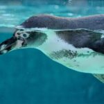 Dolphin Watching & Snorkeling in Key West with Sunset Dinner Cruise and Open Bar - The Realities: What Could Be Better
