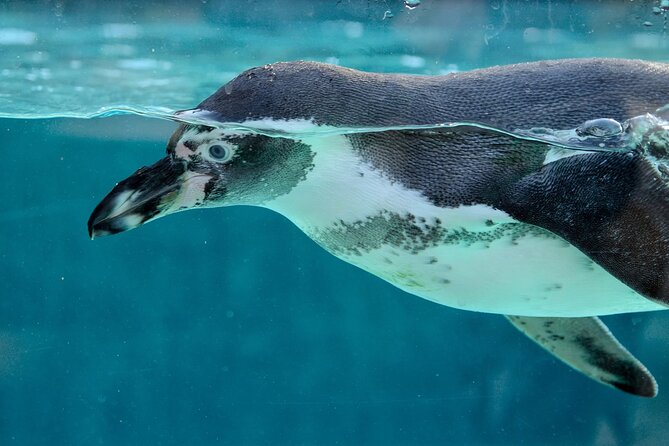 Dolphin Watching & Snorkeling in Key West with Sunset Dinner Cruise and Open Bar - The Realities: What Could Be Better