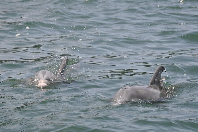 Dolphin-Watching Speedboat Cruise in Destin Harbor - A Closer Look at the Experience