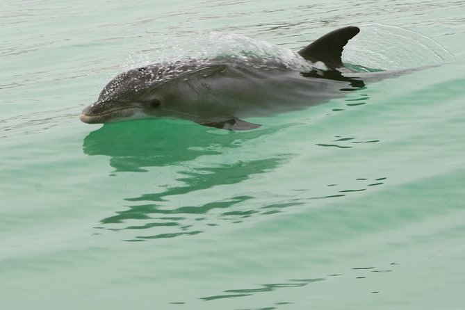 Dolphin-Watching Speedboat Cruise in Destin Harbor - FAQs