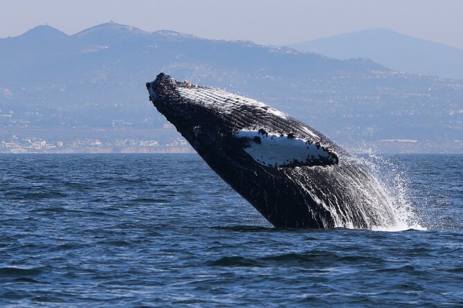 Dolphin & Whale Watching - An In-Depth Look at the Tour Experience