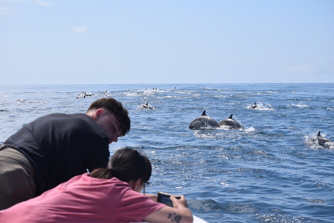Dolphin & Whale Watching - Who Should Book This Tour?
