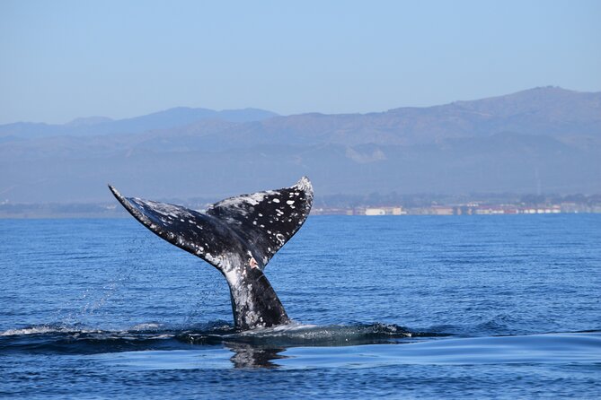Dolphin & Whale Watching - Final Thoughts: Is It Worth It?