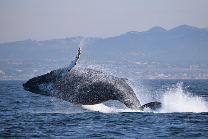 Dolphin & Whale Watching - FAQs
