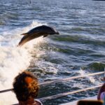 Dolphin Wildlife Cruise Fort Myers Beach - The Experience: Pros and Cons