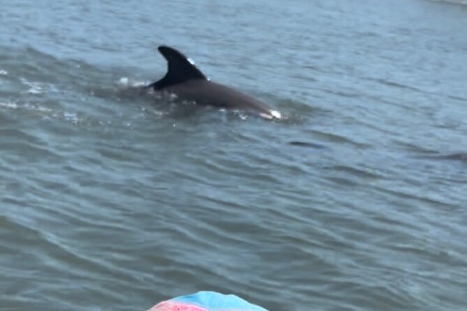 Dolphins and Wildlife Ecotour - Key Points