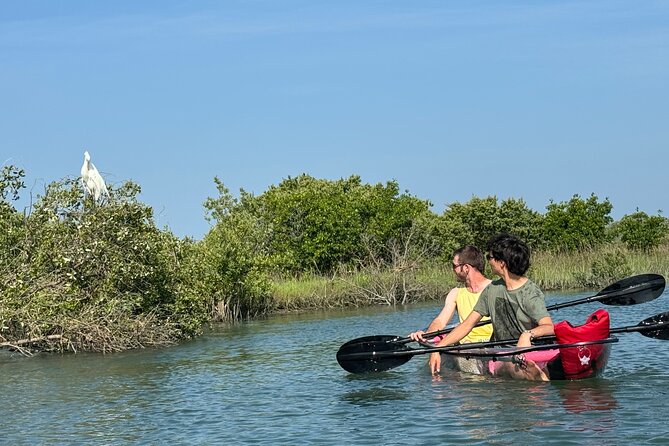 Dolphins and Wildlife Ecotour - An In-Depth Look at the Dolphins and Wildlife Ecotour