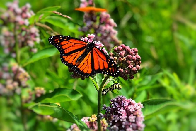 Door County Wetlands Kayak Tour - Who Will Enjoy This Tour?