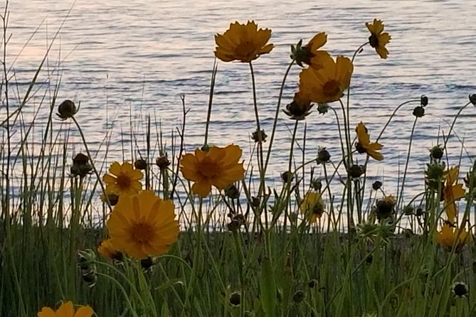 Down Island Tour with One Hour in Edgartown - The Price and Value