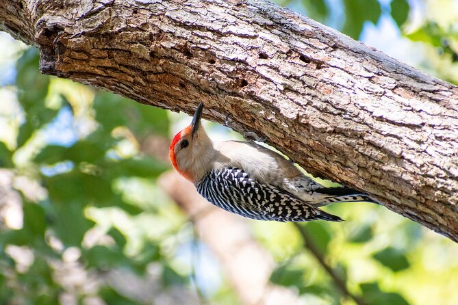 Downtown Charleston Birding Tour - A brief look at the experience